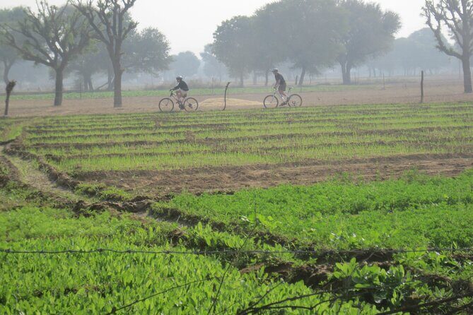 Jaipur Village Cycling Safari - Authentic Encounters and Real Insights