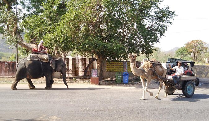 Jaipur Walking Tour - Authentic Insights from Reviews