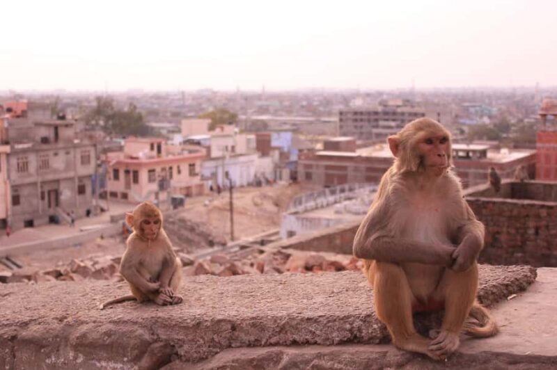 Jaipur: Yoga Experience with Monkey Temple Guided Tour - Who Will Love This Tour?