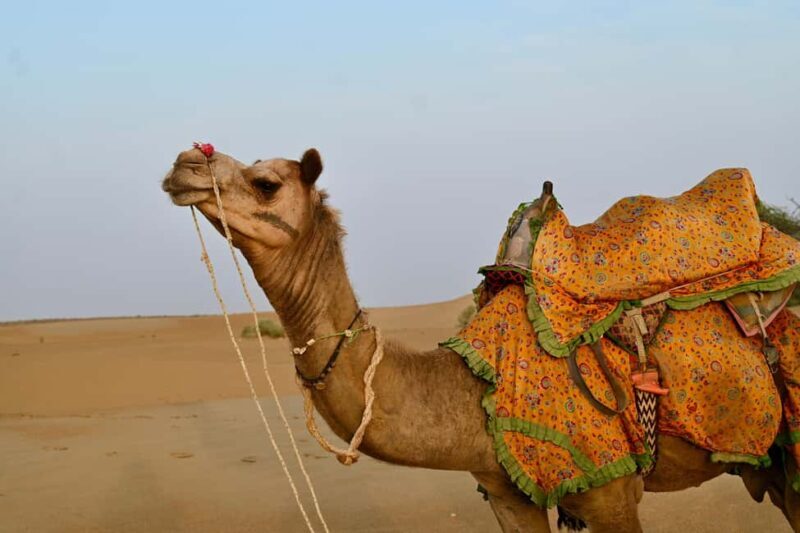 Jaisalmer: Desert Camp with Camel Ride and Cultural Show - Introduction