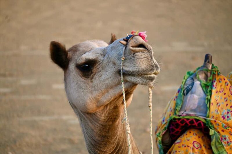 Jaisalmer: Desert Camp with Camel Ride and Cultural Show - Evening Cultural Performances and Dinner