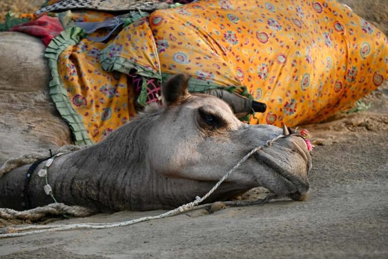 Jaisalmer: Desert Camp with Camel Ride and Cultural Show - The Sum Up