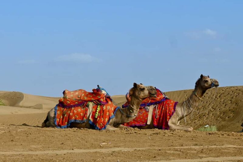 Jaisalmer: Thar Desert Sunset Camel Ride with Dinner & Show - Key Points
