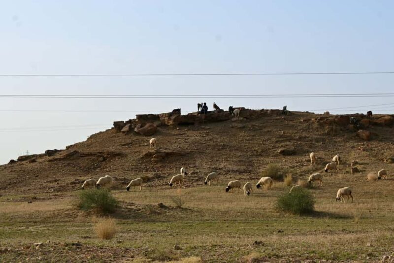 Jaisalmer: Thar Desert Sunset Camel Ride with Dinner & Show - An In-Depth Look at the Thar Desert Sunset Camel Ride