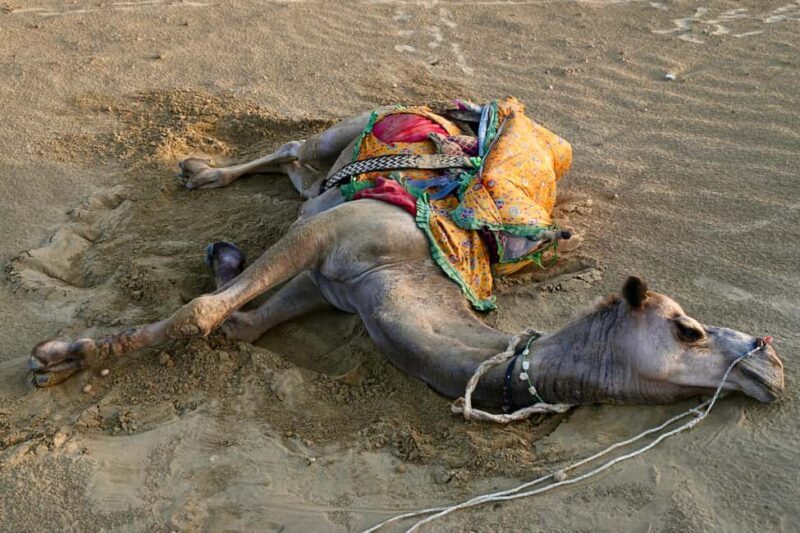 Jaisalmer: Thar Desert Sunset Camel Ride with Dinner & Show - Who Should Consider This Tour?