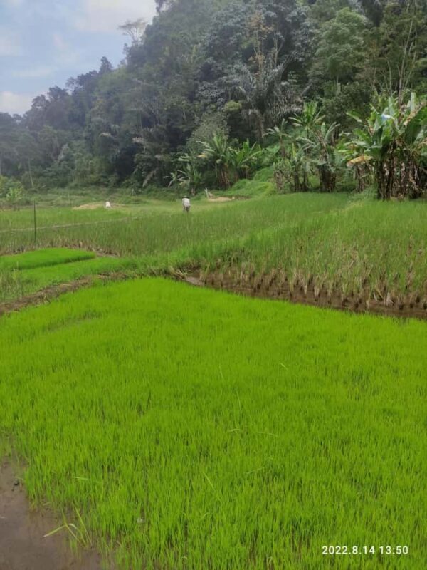 Jakarta: Active Volcano, Waterfall &beautiful local village - Tangkuban Perahu: The Active Volcano
