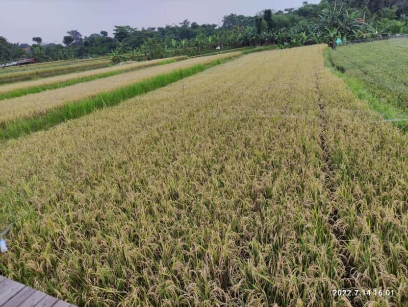 Jakarta : Botanical Garden, Waterfalls, and Rice Fields Tour - Who Will Love This Tour?