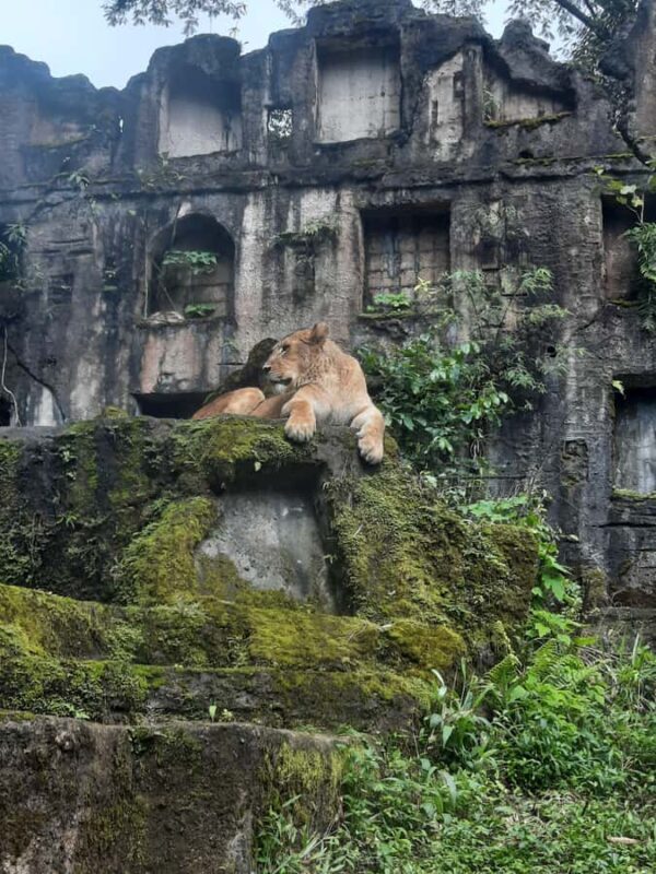 Jakarta : Taman Safari, Panda Palace, and Waterfall - Exploring Jakarta’s Wild Side: A Detailed Look at the Taman Safari, Panda Palace, and Waterfall Tour