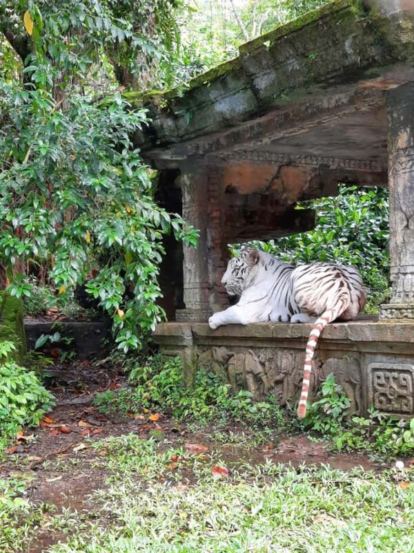 Jakarta : Taman Safari, Panda Palace, and Waterfall - Who Should Consider This Tour?