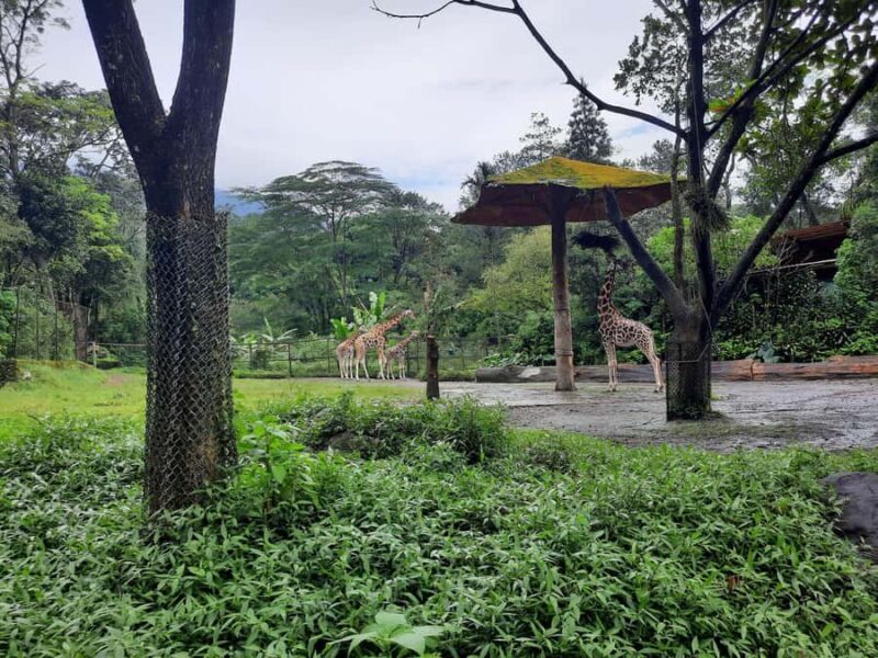 Jakarta : Taman Safari, Panda Palace, and Waterfall - FAQ