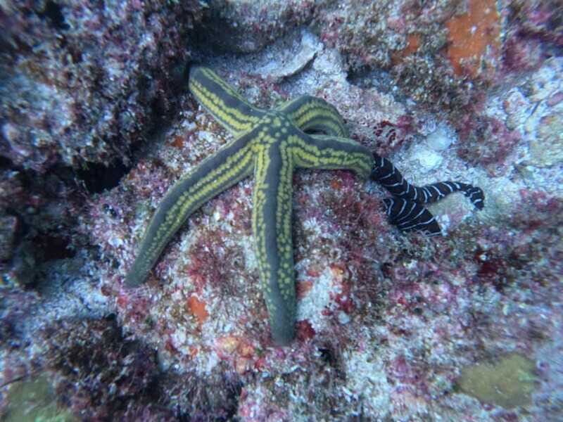 Jalisco: Scuba Diving at Los Arcos for Certified Divers - Detailed Review of the Los Arcos Scuba Tour