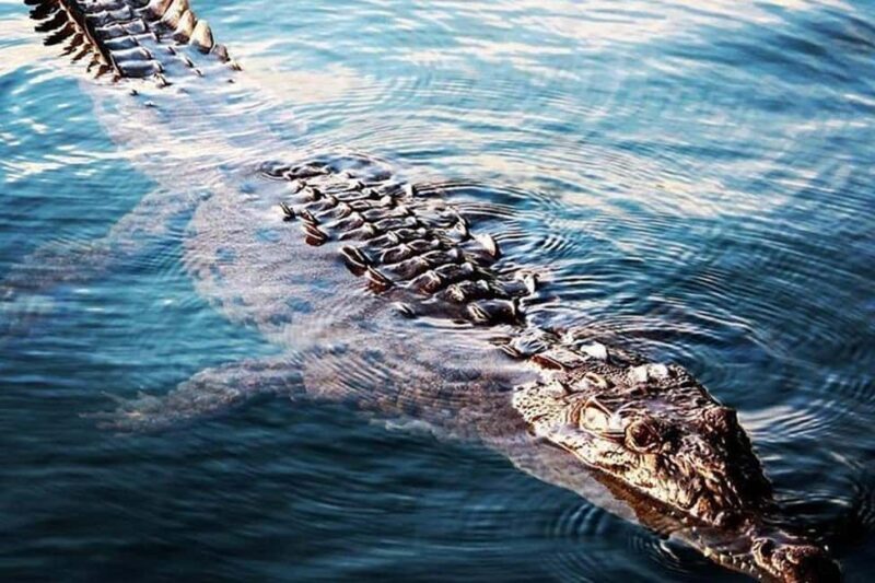 Jamaica: Black River Safari Guided Tour and YS Falls Tour - FAQ