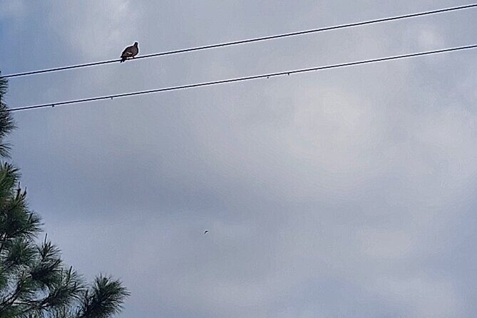 Jamaica Blue Mountain Coffee Tour and sightseeing experience - The Sum Up