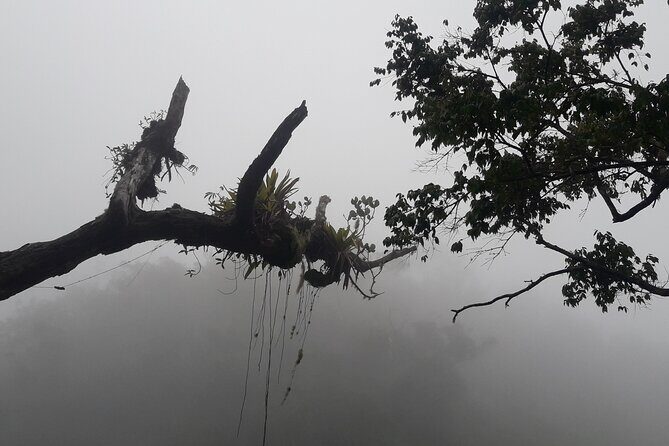 Jamaica Blue Mountain Guided Nature Tour - Final Thoughts: Who Should Consider This Tour?