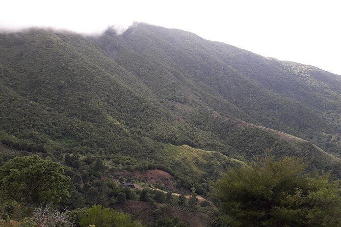 Jamaica Blue Mountain Guided Nature Tour - The Sum Up