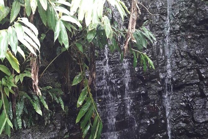 Jamaica Blue Mountain Guided Nature Tour - FAQ