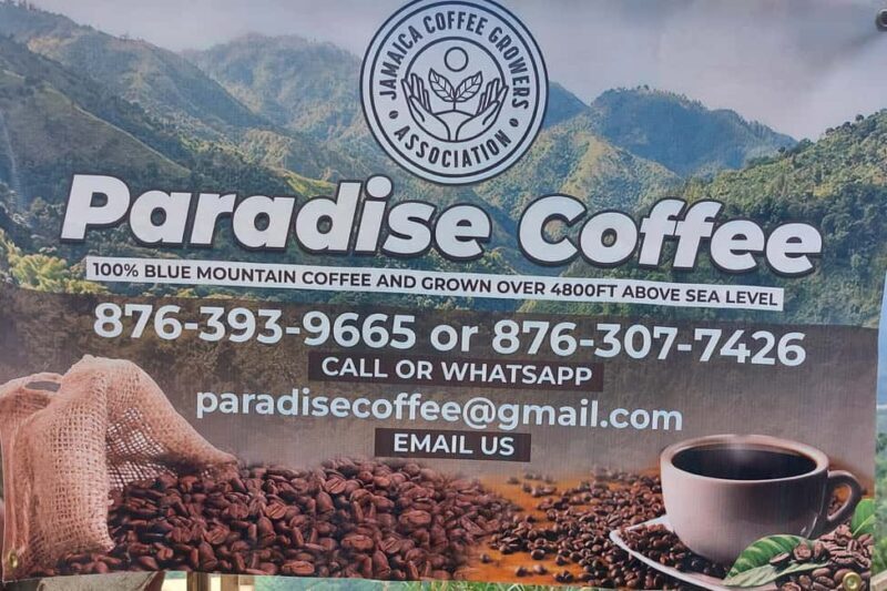 Jamaica Blue Mountains: Coffee tasting and nature adventure - What to Expect from the Tour