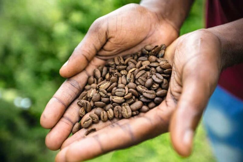 Jamaica: Blue Mountains Full Day Tour with Brunch & Lunch - Value and Practical Tips