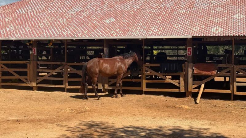 Jamaica: Horseback Riding and Sunset Catamaran Cruise - A Detailed Look at the Experience