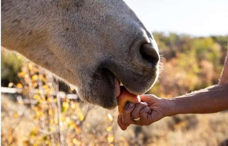 Jamaica: Private Horseback Ride and Swim in the Sea - What to Expect from the Tour
