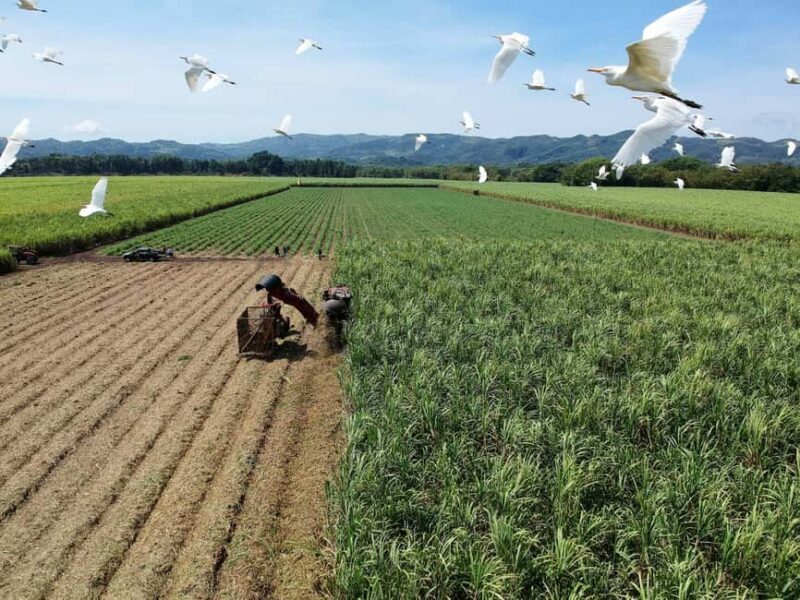 Jamaica: Worthy Park Rum Estate - Key Points