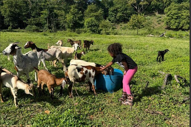 Jamaican Farm Life, Local Beach Experience - Family Friendly - Key Points