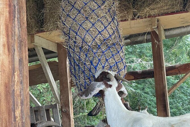 Jamaican Farm Life, Local Beach Experience - Family Friendly - Practical Details and Value