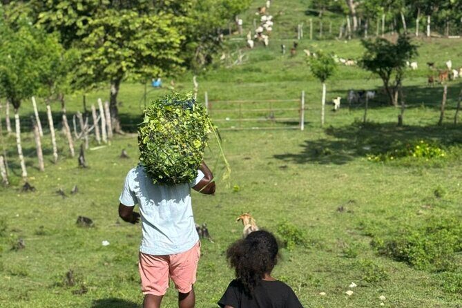 Jamaican Farm Life, Local Beach Experience - Family Friendly - The Sum Up: Why This Tour Is Worth Considering