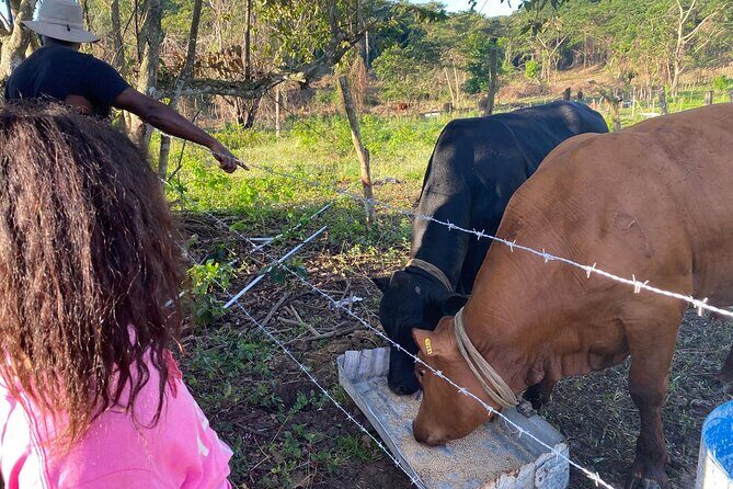 Jamaican Farm Life, Local Beach Experience - Family Friendly - FAQs about the Jamaican Farm Life and Beach Tour