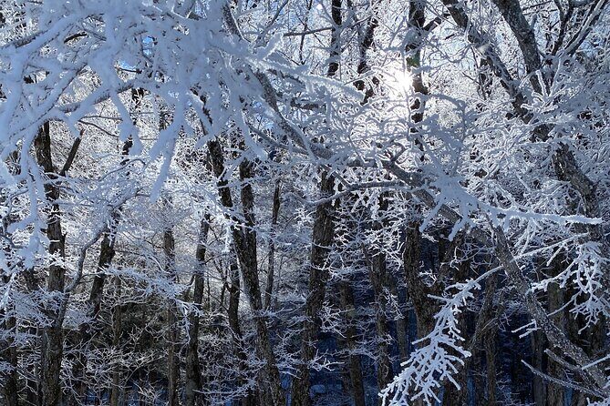 Japan Alps Kamikochi Taisho Pond Snowshoe Trekking Tour - Key Points
