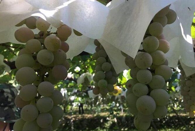 Japanese cuisine Making tour with Wine experience by Yokohama Winery - Who Should Consider This Tour?