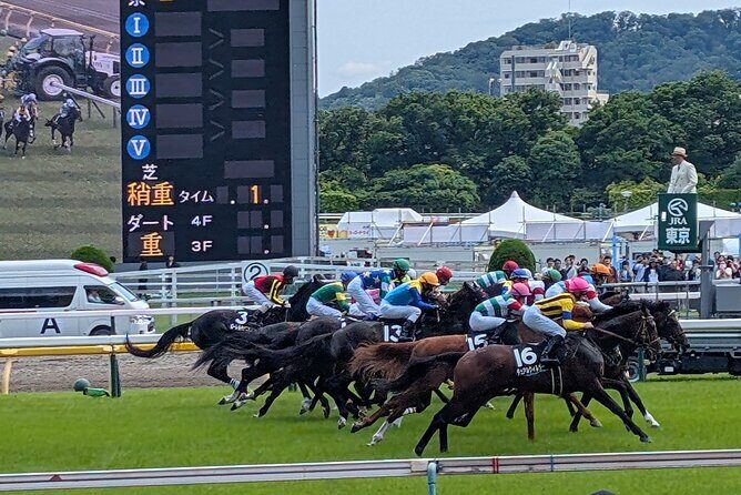 Japanese horseracing private tour with a local expert! - Key Points