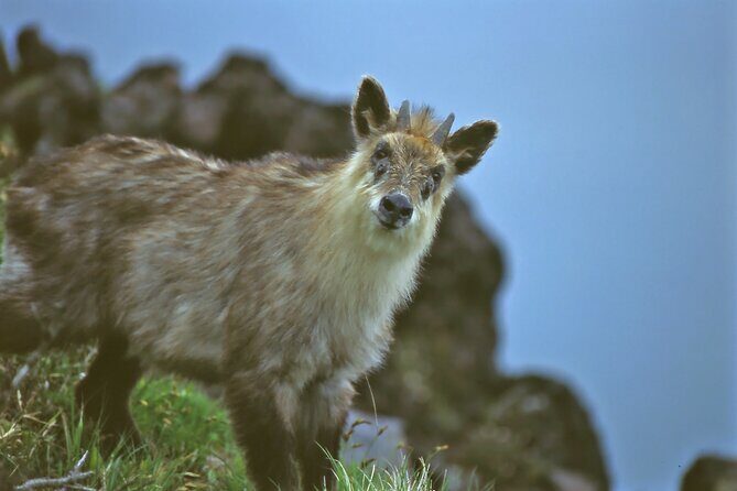 Japanese Serow Watching Tour - Key Points