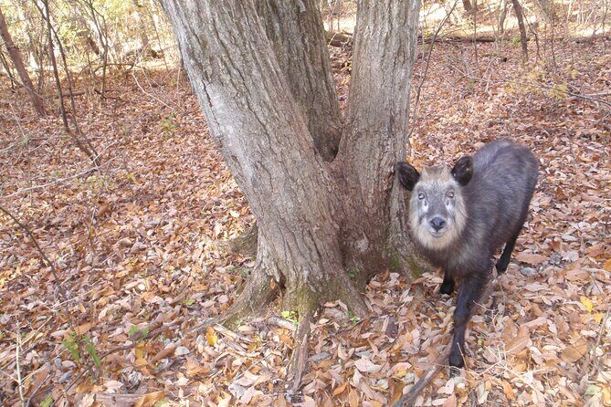 Japanese Serow Watching Tour - Why Choose This Tour?