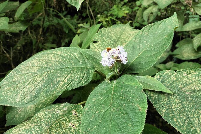 Japanese Sweets and Trekking Tour in Kamakura - The Sum Up