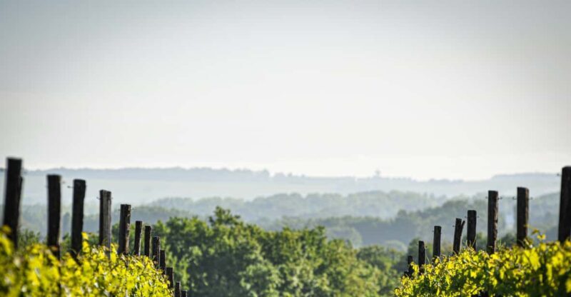 Jarnac-Champagne: Tour at Château Montifaud Cognac ENG - Final Thoughts