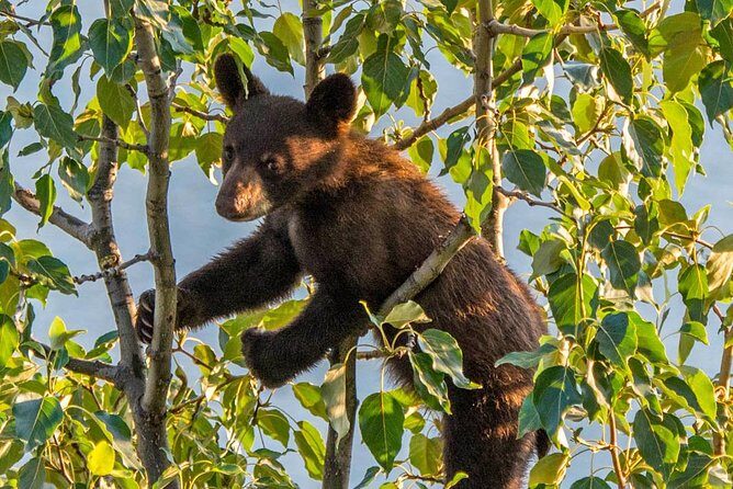 Jasper Evening Wildlife Tour - What the Tour Offers