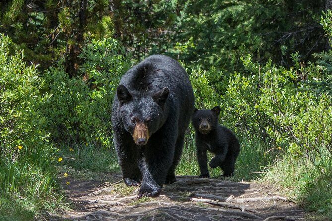 Jasper Evening Wildlife Tour - Reviews and Authentic Experiences