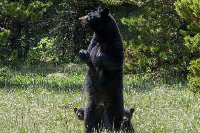 Jasper Evening Wildlife Tour - Wildlife Sightings: The Expectation
