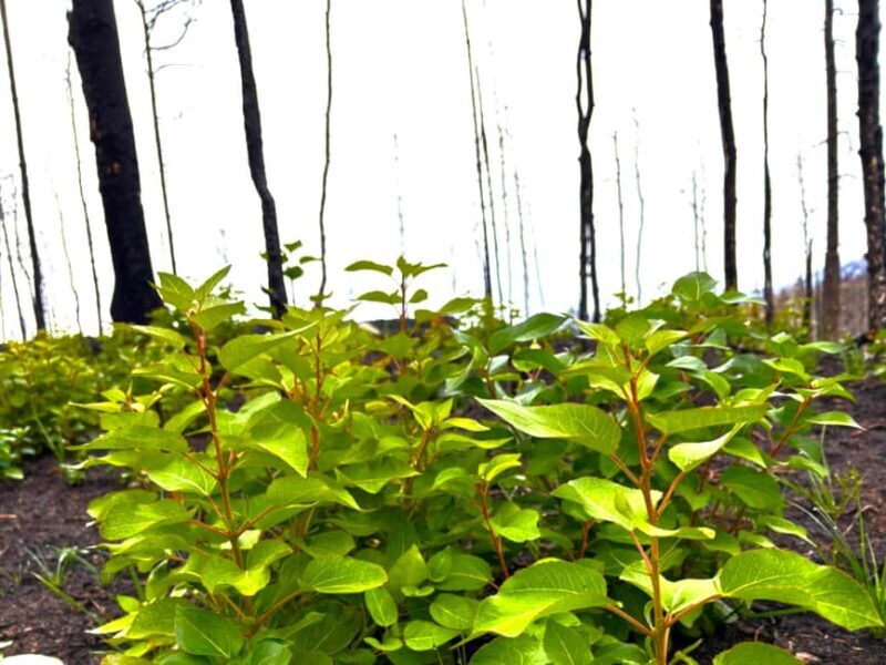 Jasper: Guided Wildfire Hike with Lunch - An In-Depth Look at the Wildfire Hike Experience