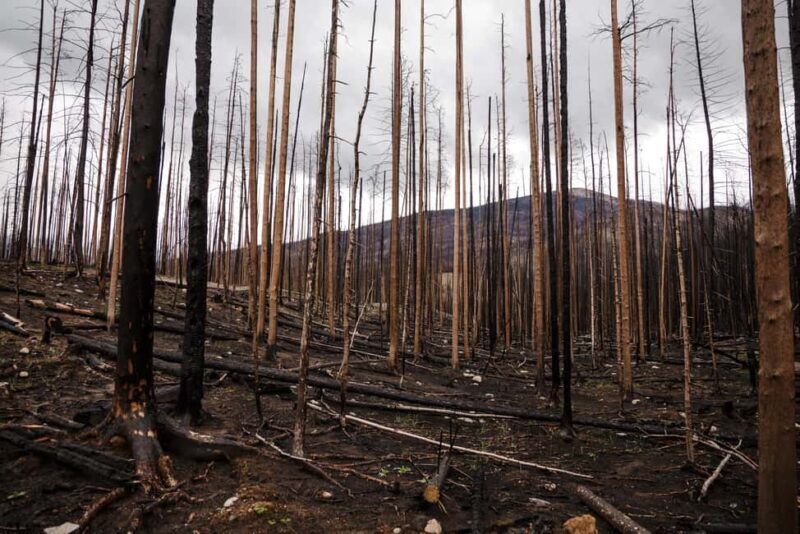 Jasper: Guided Wildfire Hike with Lunch - Frequently Asked Questions