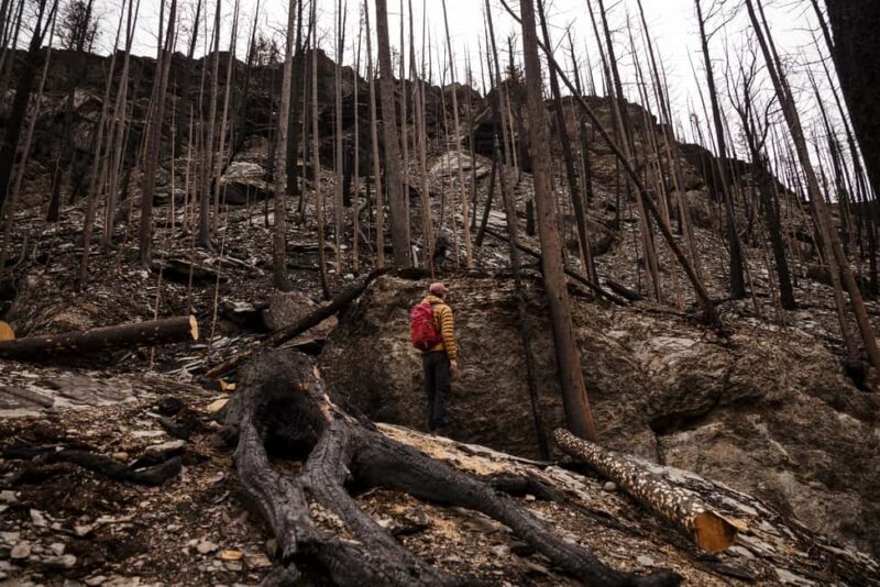 Jasper: Guided Wildfire Hike with Lunch - Final Thoughts