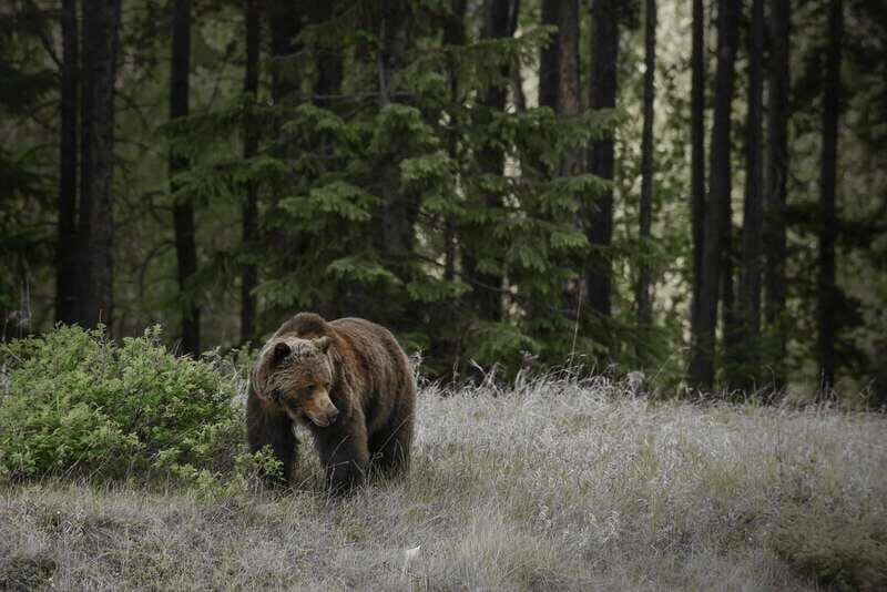 Jasper: Maligne Valley Wildlife & Spirit Island Cruise - Wildlife Viewing: A Real Bonus