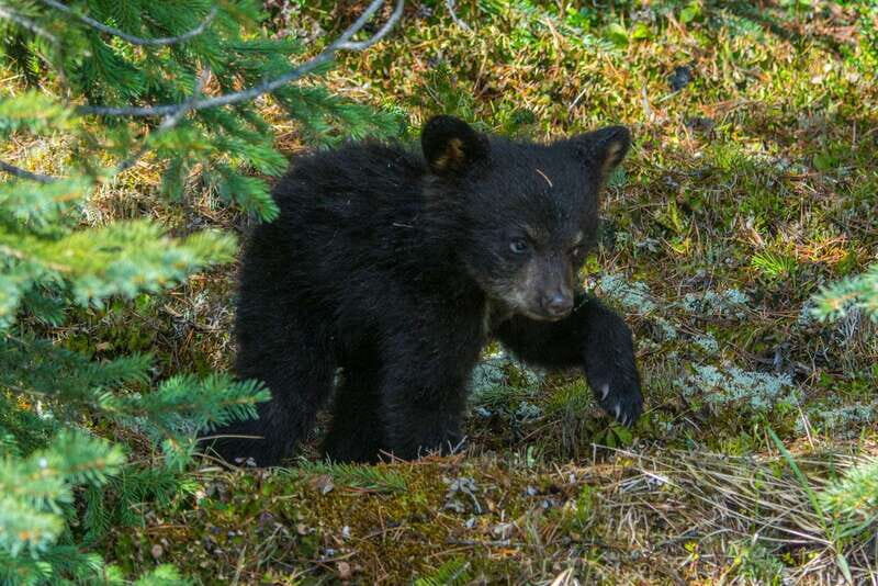 Jasper National Park: Evening or Morning Wildlife Watch Tour - Key Points