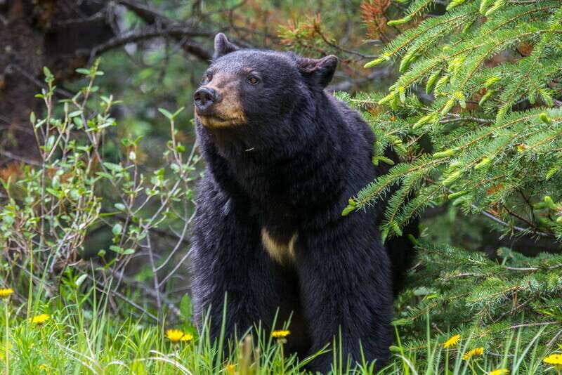 Jasper National Park: Evening or Morning Wildlife Watch Tour - A Closer Look at the Wildlife Watch Tour