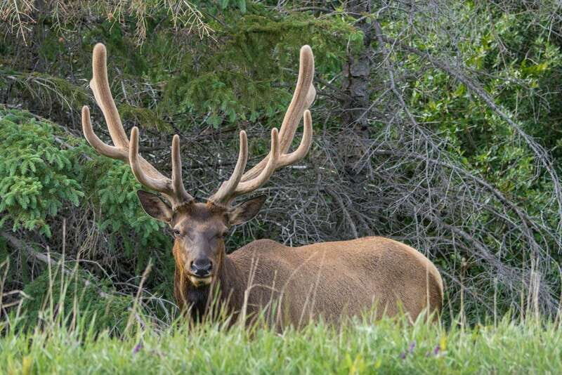 Jasper National Park: Evening or Morning Wildlife Watch Tour - Final Thoughts