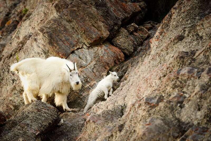 Jasper: Transfer to Banff/Lake Louise w/ Columbia Icefields - An In-Depth Look at the Experience