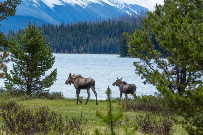 Jasper: Wildlife and Sightseeing Tour with Lakeshore Hike - An In-Depth Look at the Tour