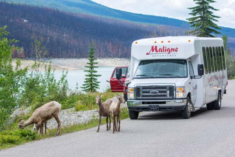 Jasper: Wildlife and Sightseeing Tour with Maligne Cruise - An In-Depth Look at the Experience