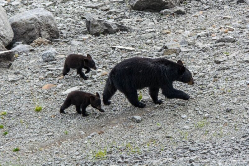 Jasper: Wildlife and Sightseeing Tour with Maligne Cruise - FAQs
